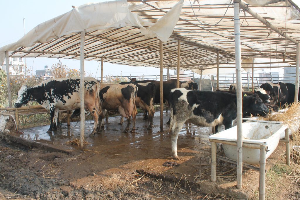 Bringing Biogas Technologies to Nepali Farms - Renewable World